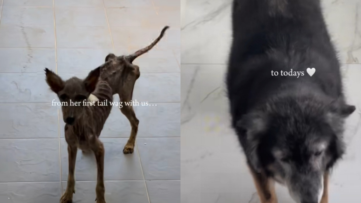 Heartwarming Video Shows Dog's Miraculous Transformation from Extremely ...