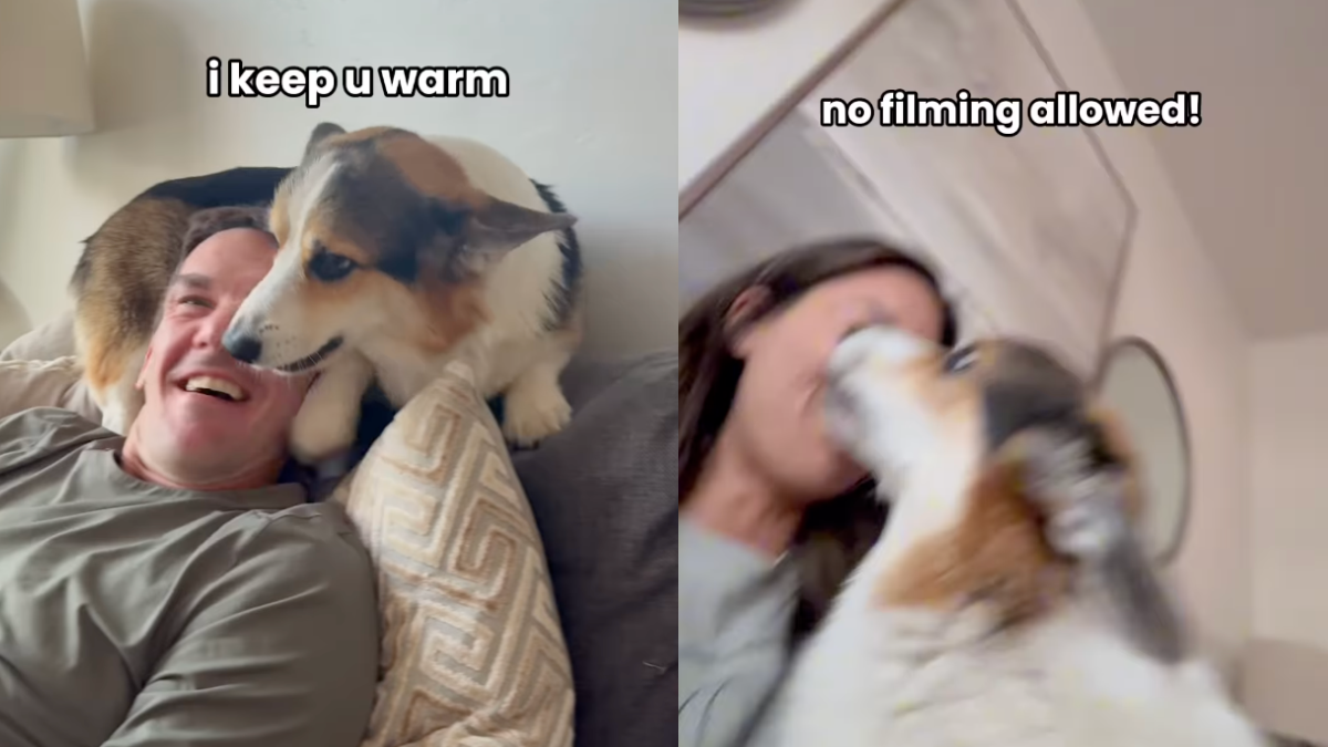 Video: Corgi Displays ‘Part-Cat’ Behavior as He Cuddles up to Owner ...