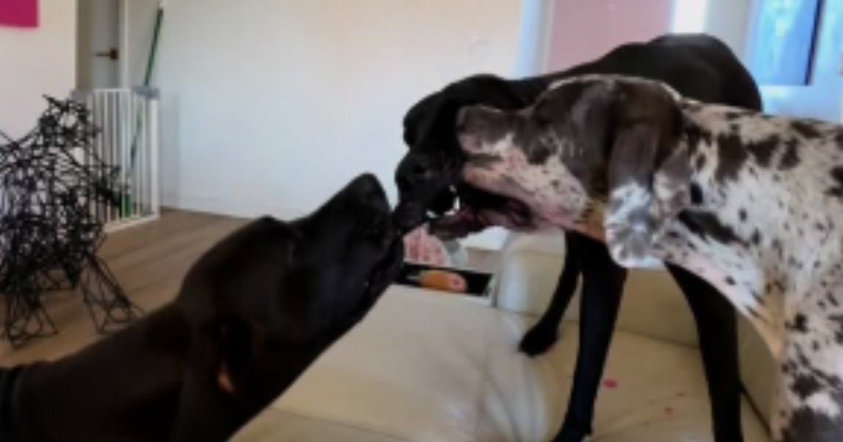 Dogs Practice ‘Sharing’ in Hilarious Instagram Video - DogTime