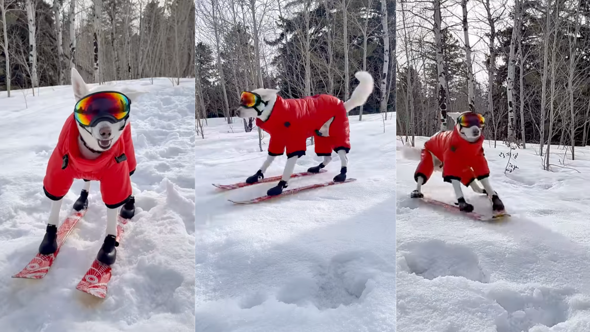 Video: Husky’s Skiing Skills Are Way Cooler Than Any Human’s Could Ever ...