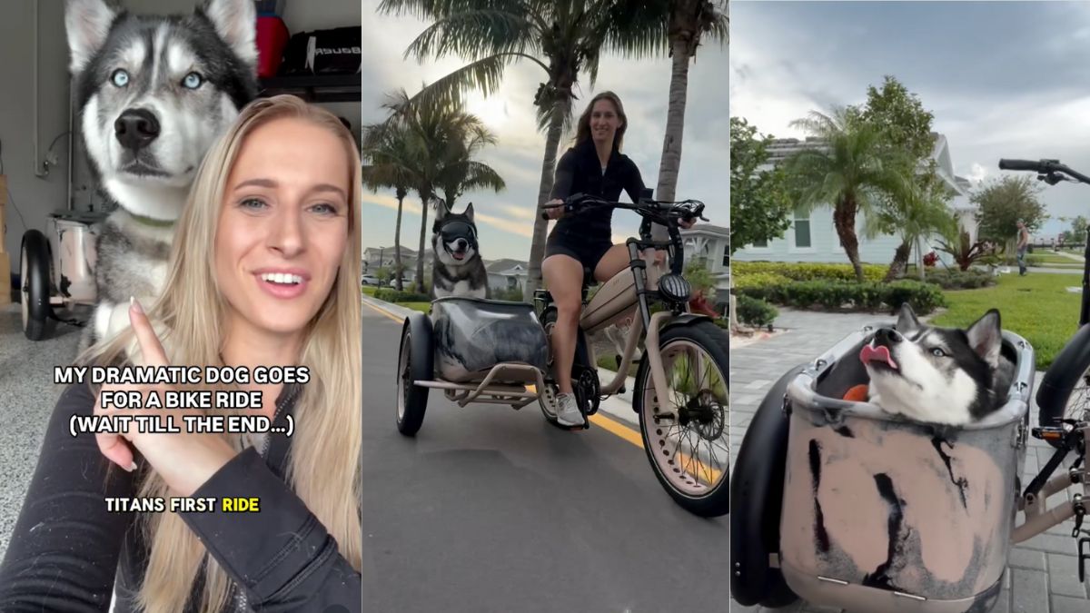 Video: Owner Takes ‘Dramatic’ Husky for First Bike Ride, His Reaction ...