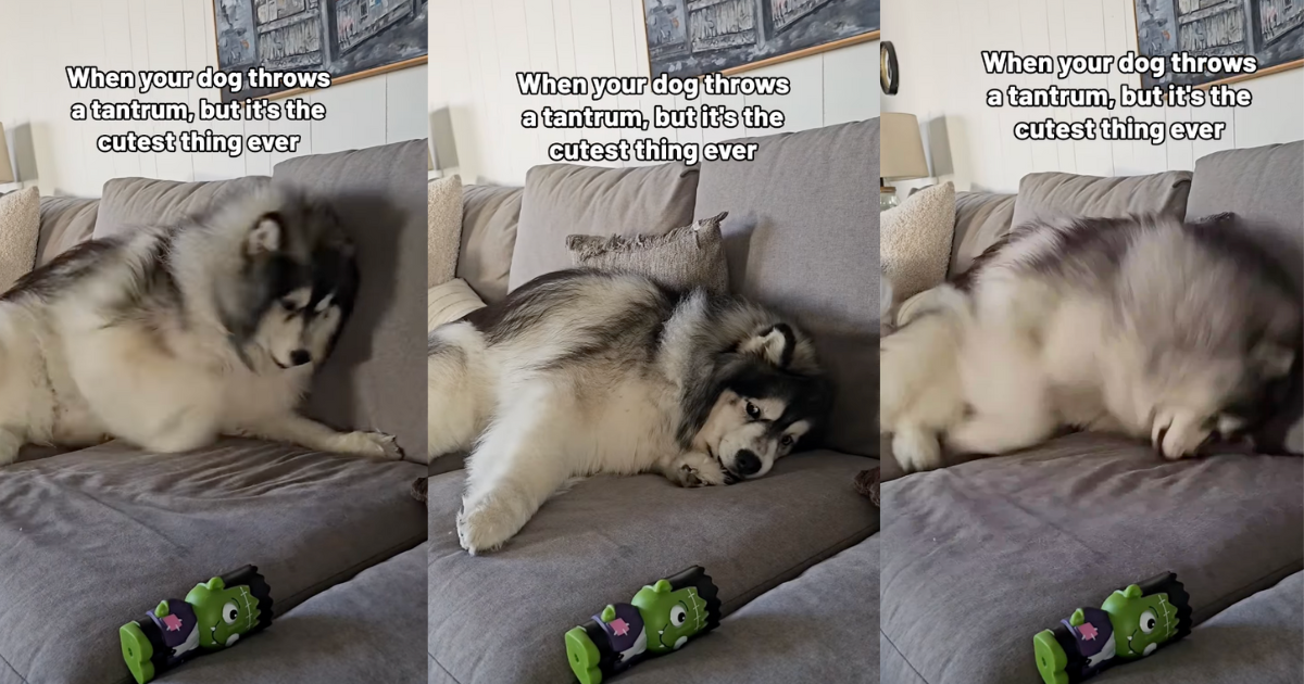 Video: Husky's Dramatic Tantrum Is Too Cute To Handle - DogTime