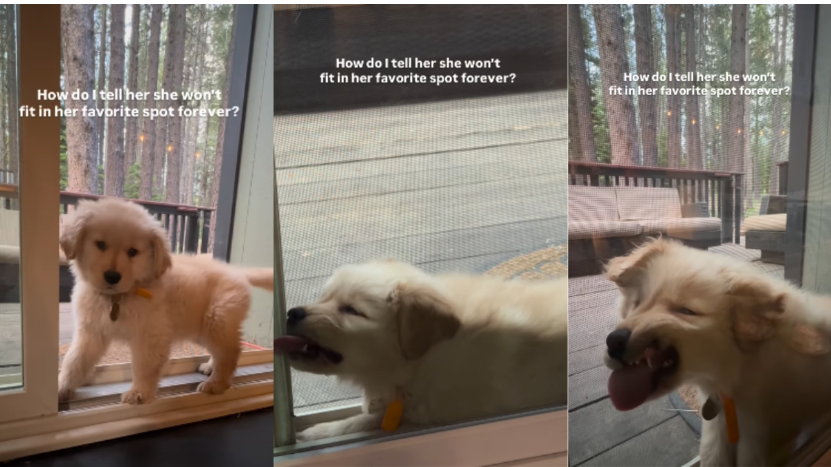 Video: Golden Retriever Puppy’s Idea of ‘Screen Time’ Is Wildly ...
