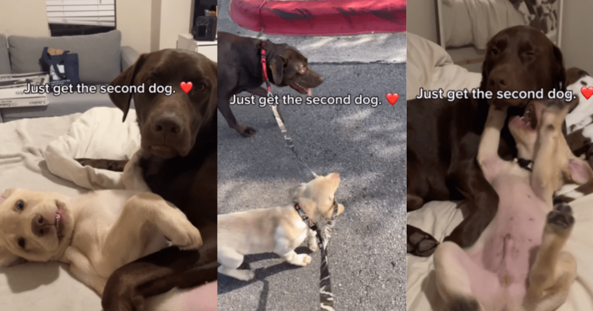 Video Shows Why Getting a Second Dog Is Worth It - DogTime