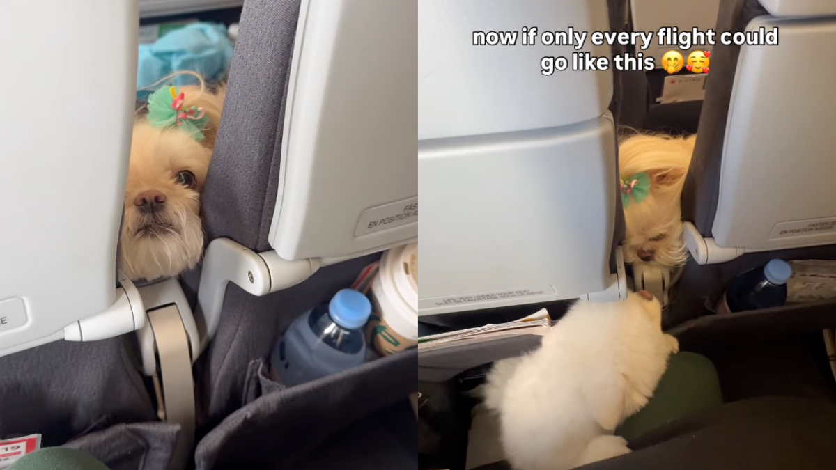 Pomeranian’s Video Goes Viral but Owner Reveals There’s More to the ...