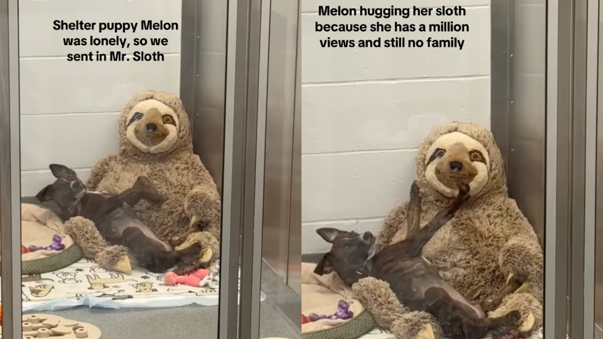 Video: Rescue Dog Cuddles With Sloth Toy Until She Can Find a Family ...