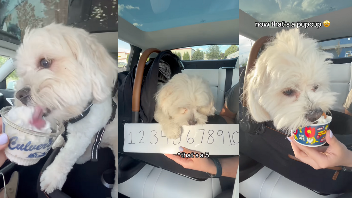 Video: Maltipoo Ranks the Best Pup Cups ‘With No Mercy' - DogTime