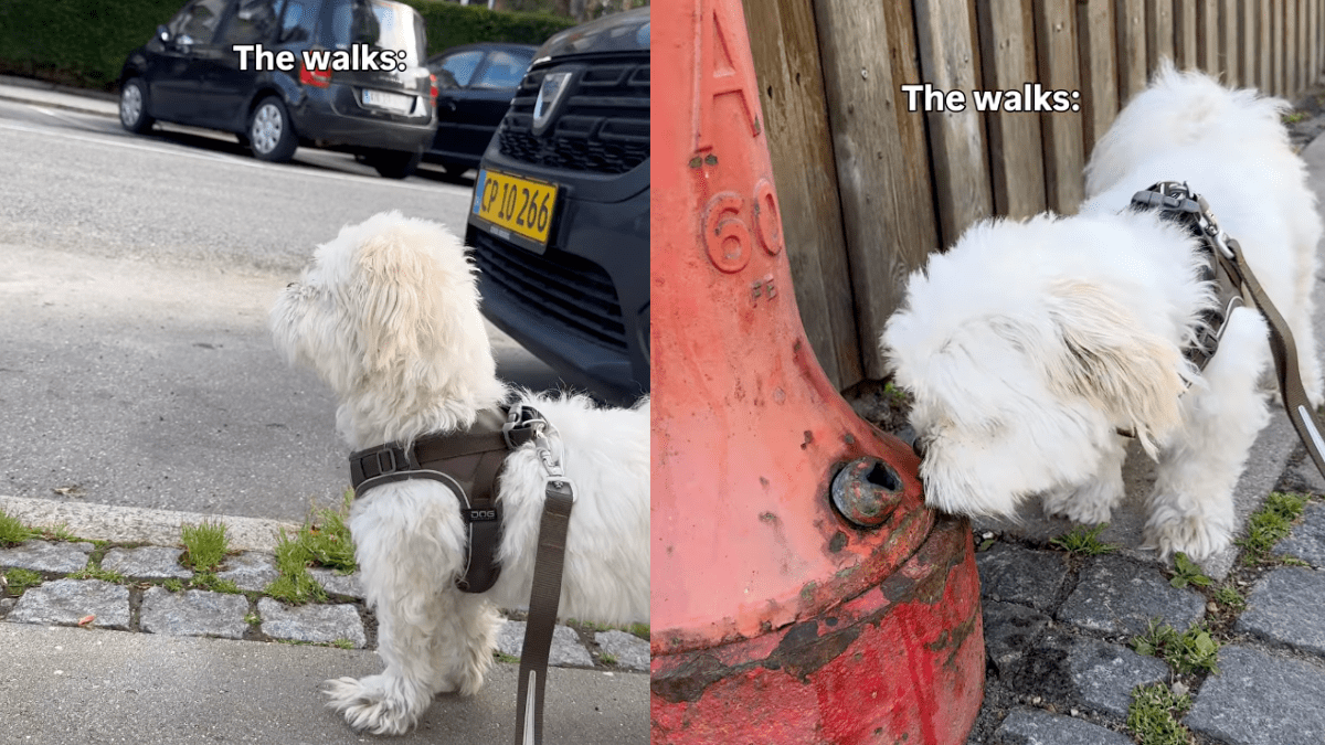 Video: Owner Proves Walking With Shih Tzu Won’t Boost One’s Step Count ...