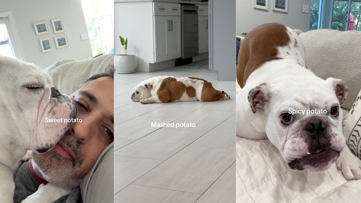 Video: Bulldog Grows From Being a 'Tater Tot' To Different Kinds of ...