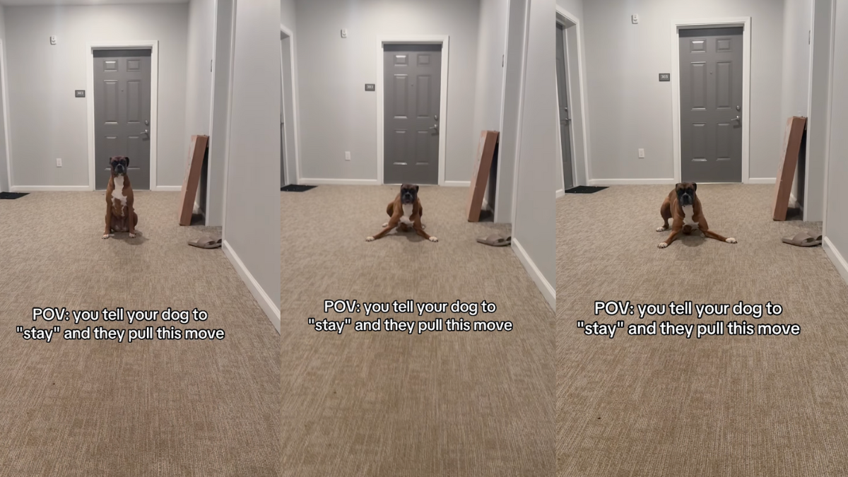 Video: Dog Brings a Completely Different Move When Asked to ‘Stay ...