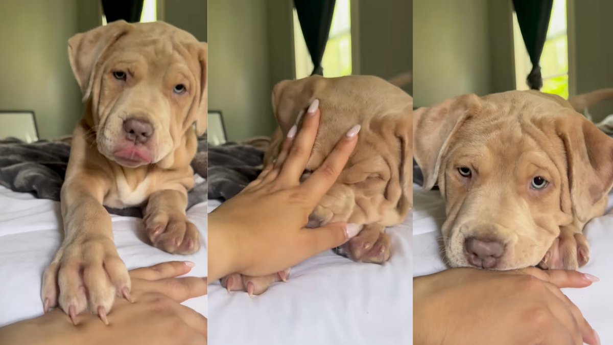 Video Shows What It's Like to Play Tag With a Puppy - DogTime