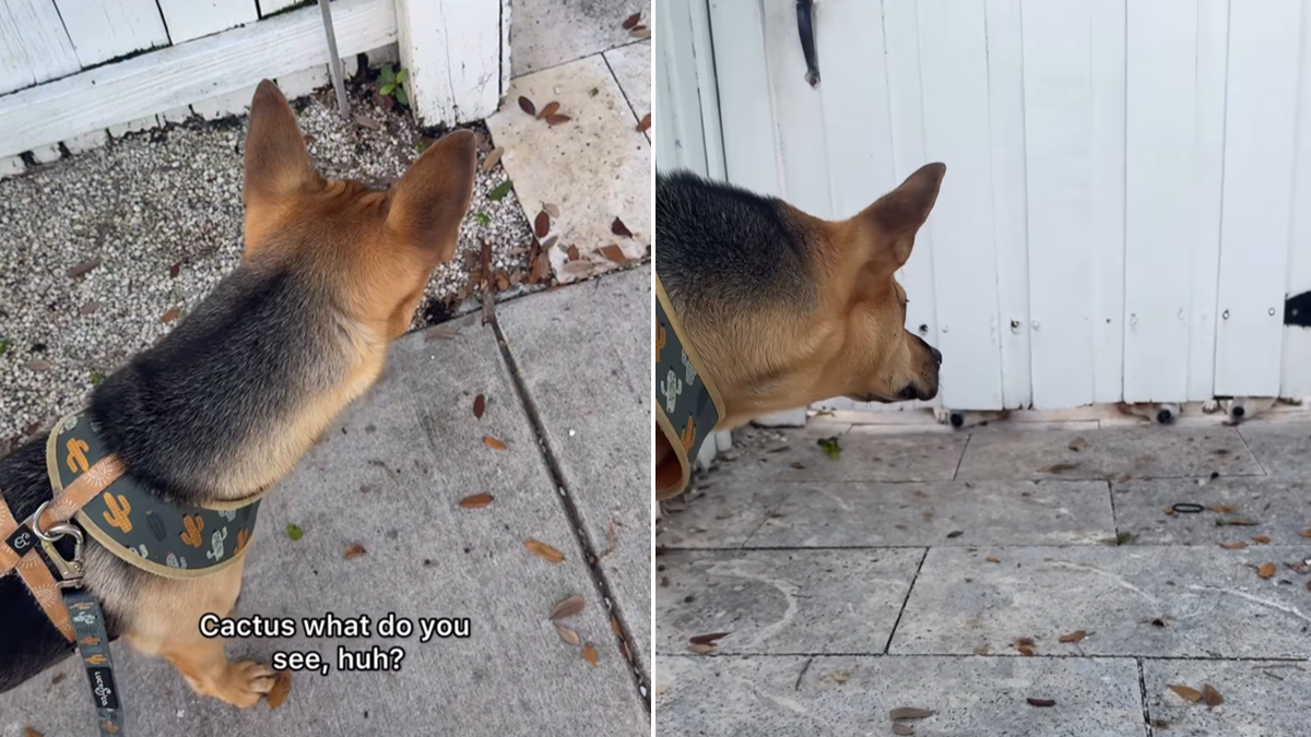 Rescue Puppy Reacts to Seeing 'Strange New Creatures' on His Walk in ...