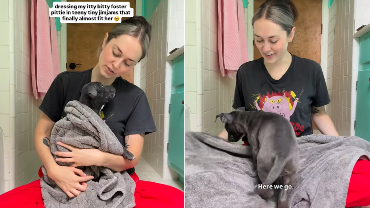Video: Foster Pit Bull Puppy Almost Fits Into Her ‘Teeny Tiny Jimjams ...