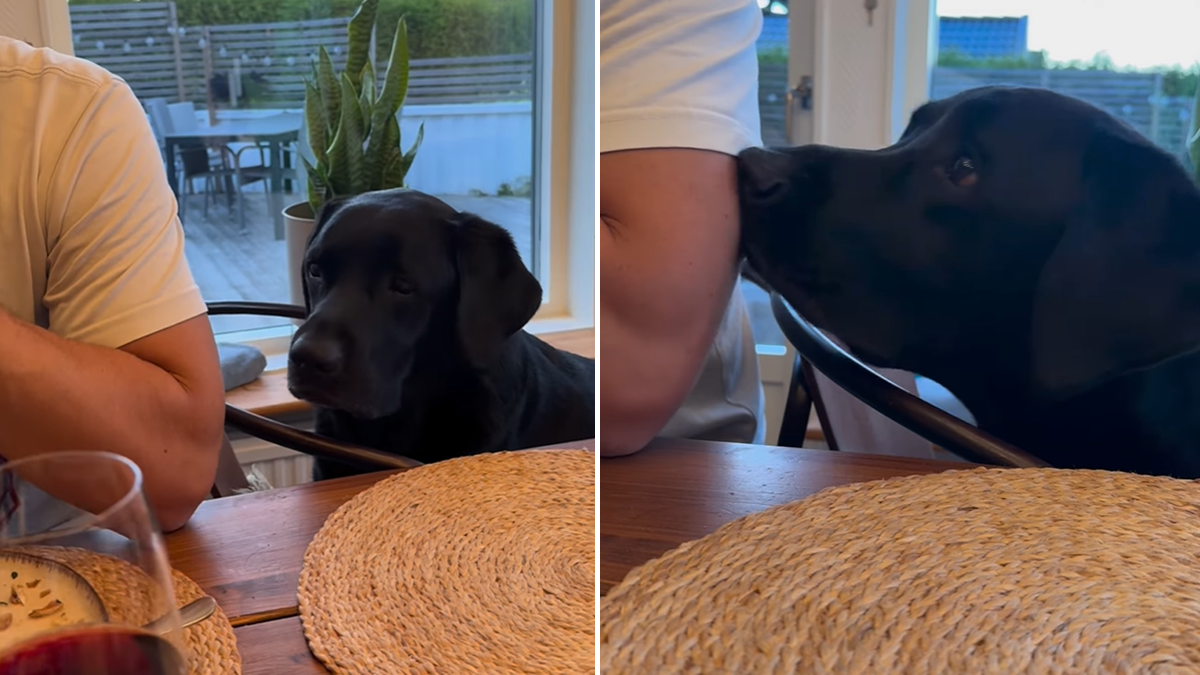 Video: Dog Begs for Food by Booping Continuously & It's Cute - DogTime