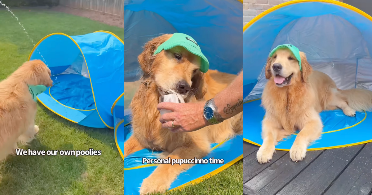Video: Golden Retriever Siblings Beat Heatwave With Personalized ...