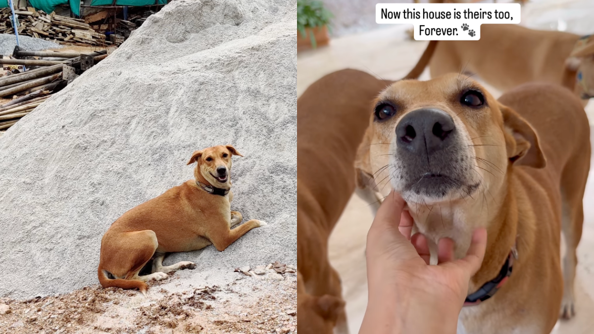 Video: Homeowner Opens Their Doors to Stray Dogs Living on the Land ...