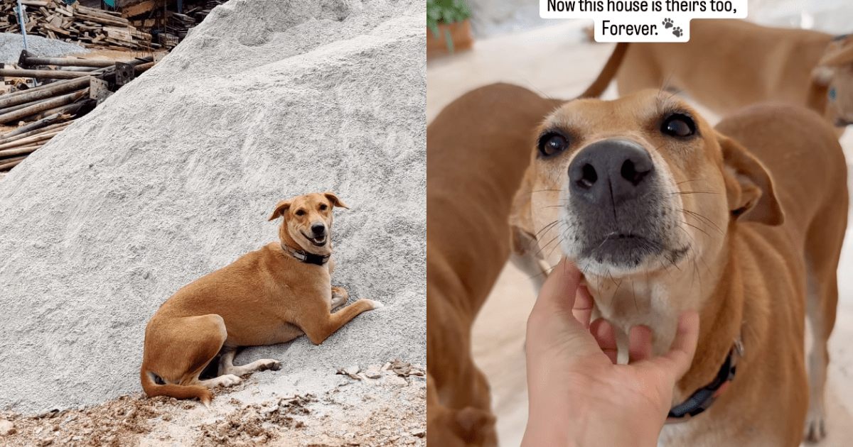 Video: Homeowner Opens Their Doors to Stray Dogs Living on the Land ...