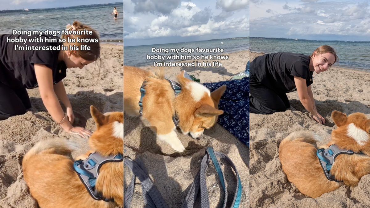 Video: Owner Joins in on Corgi’s ‘Favorite Hobby’ at the Beach & Sees ...