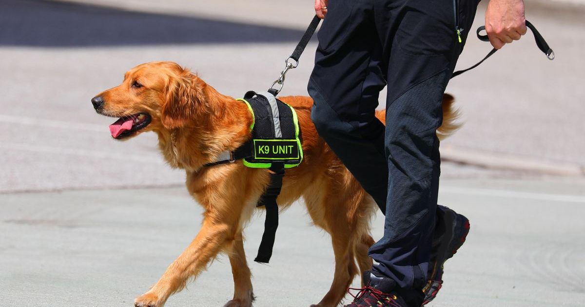 Video: Canine Police Unit Walking at the Parade Has the Internet Saying ...