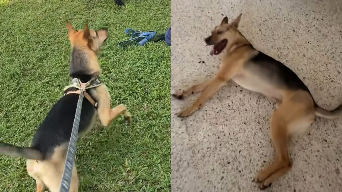 Video Shows How Rescue Puppy Came Out of His 'Shell' in Park Video ...