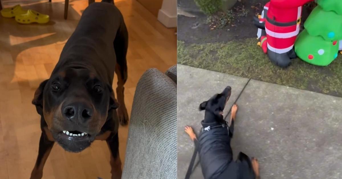 'Brave' Dog Is Scared of Everything He Has Never Seen Before in ...