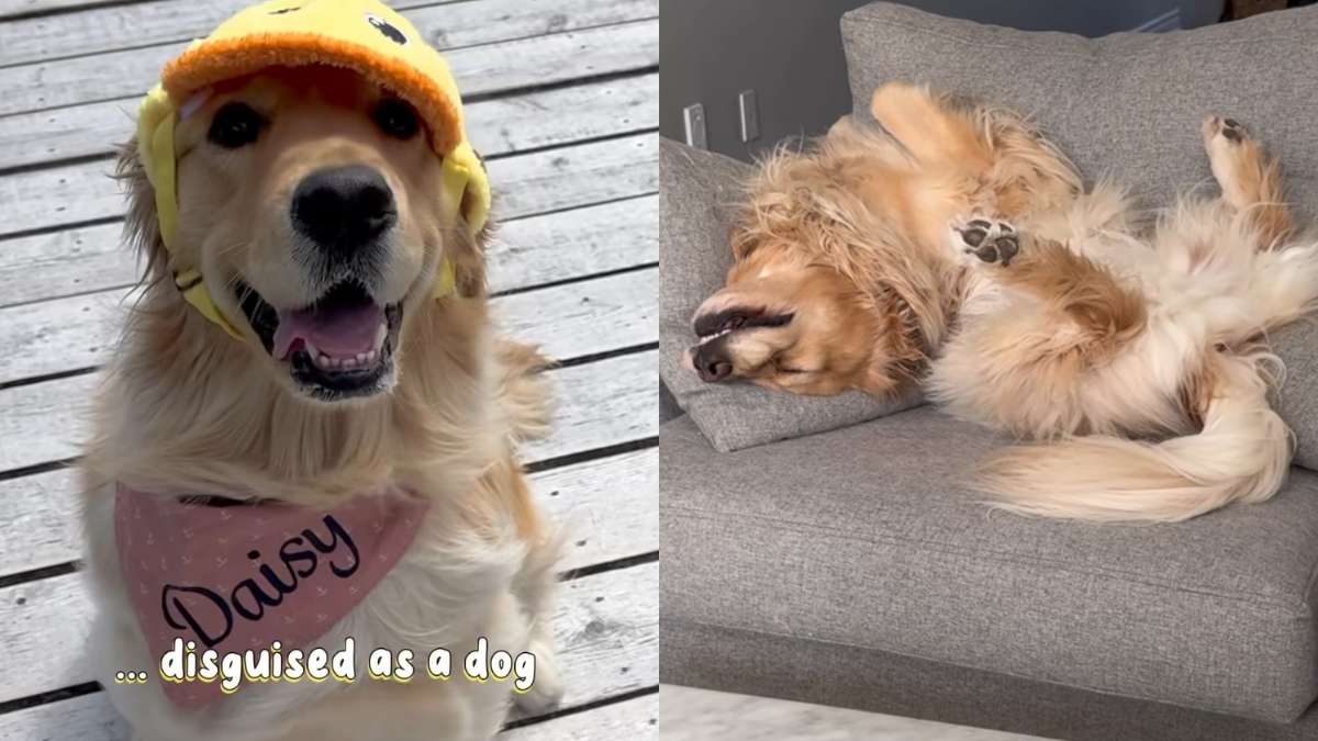 Video: Golden Retriever 'Movie Trailer' Captures Their Traits Accurately