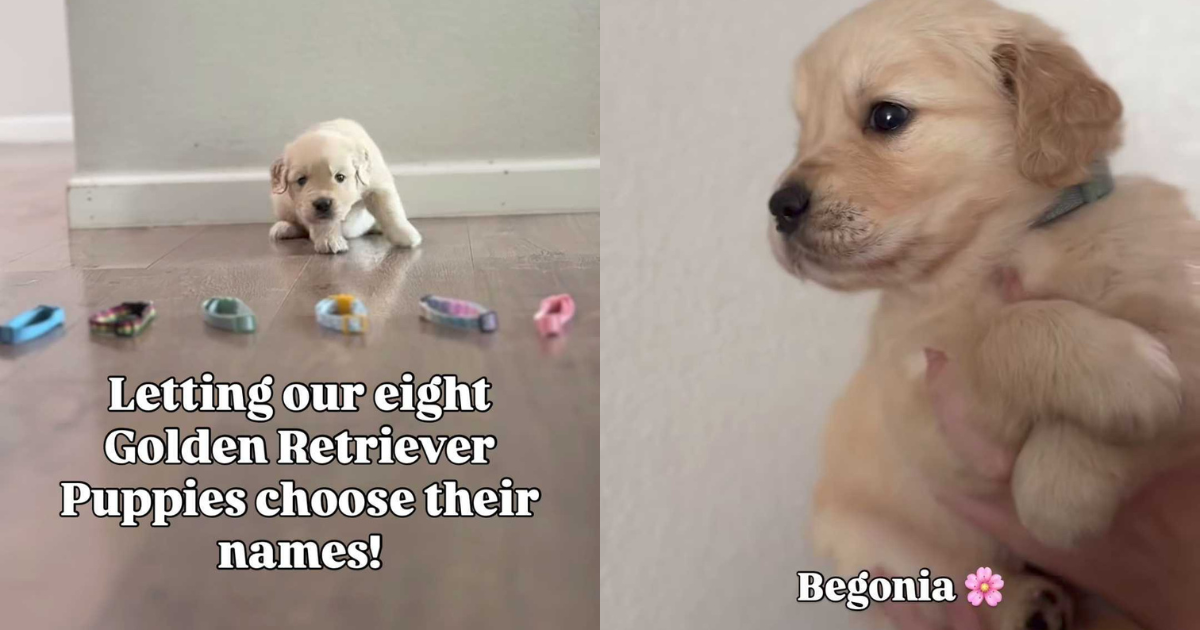 Video: Golden Retriever Puppies Choose Their Own Names & They’re Truly ...