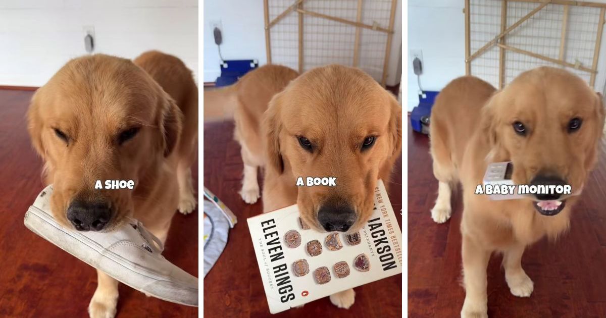 Video: Owner Reveals Hilarious Items Retrieved by Golden Retriever ...