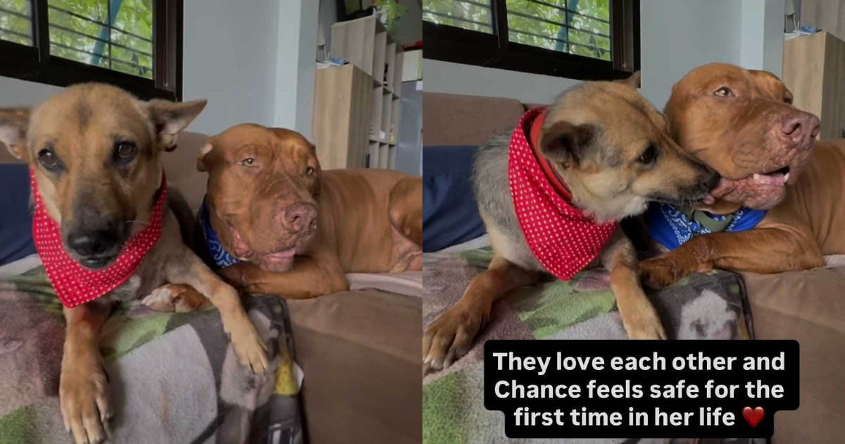 Video Shows 2 Rescue Dogs & How They Save Each Other Every Day - DogTime