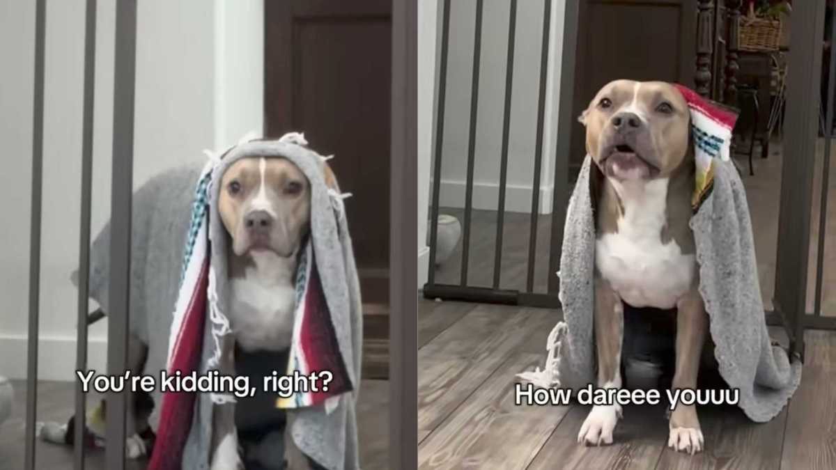 Video: Dog Wakes Up From Sleep & Immediately Throws Tantrum - DogTime