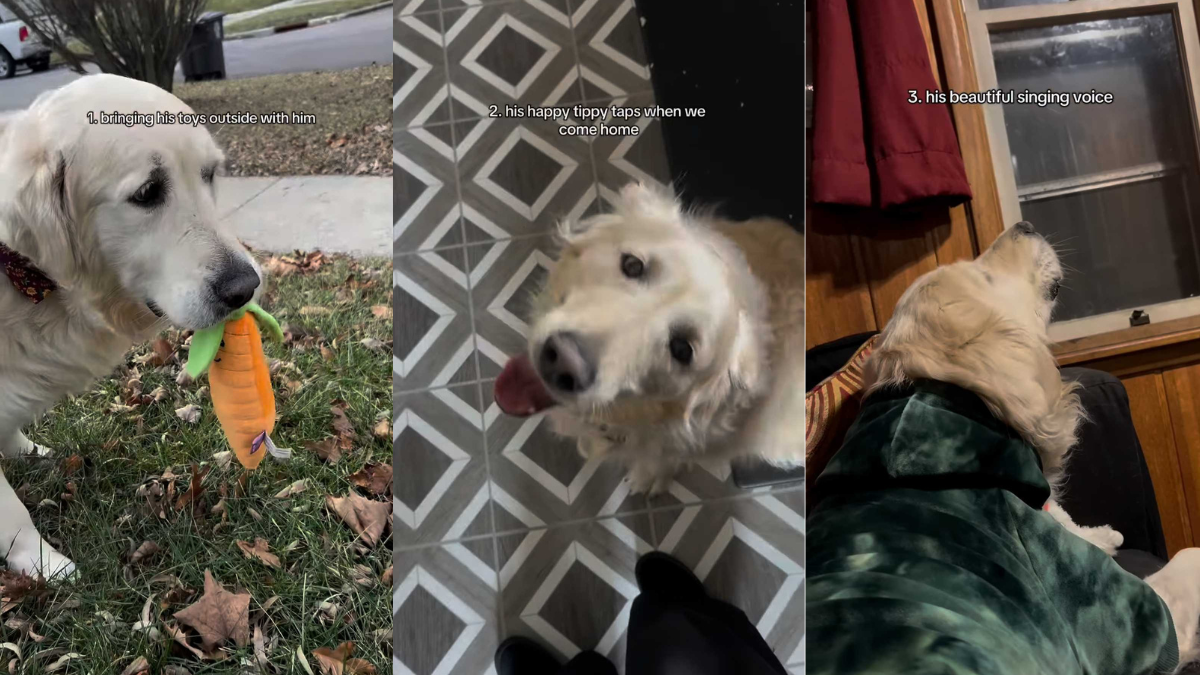 Video: Senior Rescue Dog Greets Owner With the Cutest Tippy Taps - DogTime