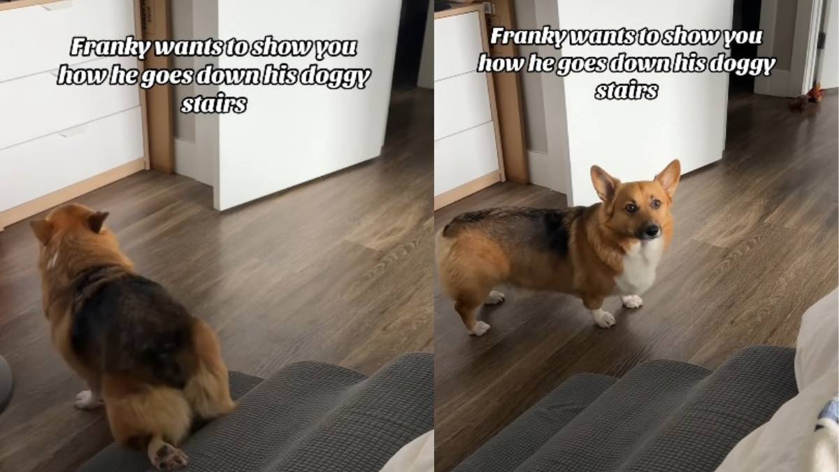 Video: Corgi Slides Down the 'Doggy Stairs' Attached to His Bed in the ...