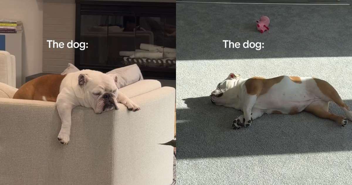 Video Shows How Getting a Dog to Stay Active Actually Turned Out