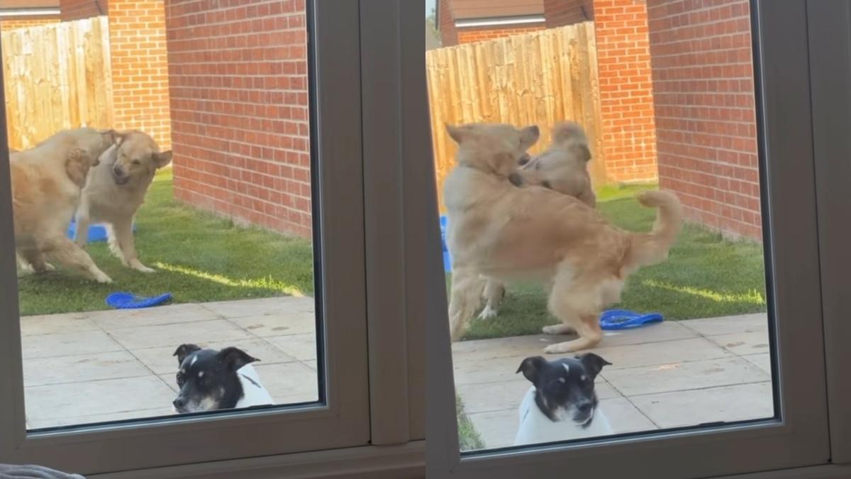 Video: Dog's Expression After Getting Stuck With 2 Hyperactive Golden ...