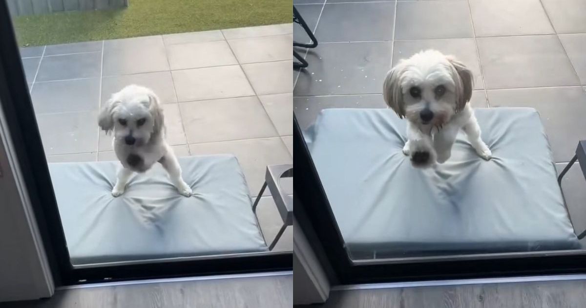 Video: Dog Goes Viral for His 'Training to Fight' Stance While Opening ...