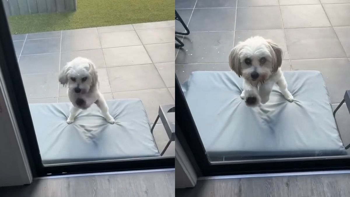 Video: Dog Goes Viral for His 'Training to Fight' Stance While Opening ...