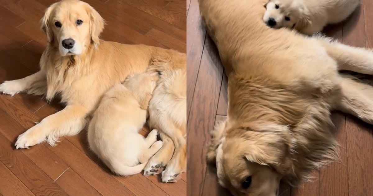 Video: Golden Retriever Lets Little Furry Sister Sleep Wherever She Wants While Cuddling With Him