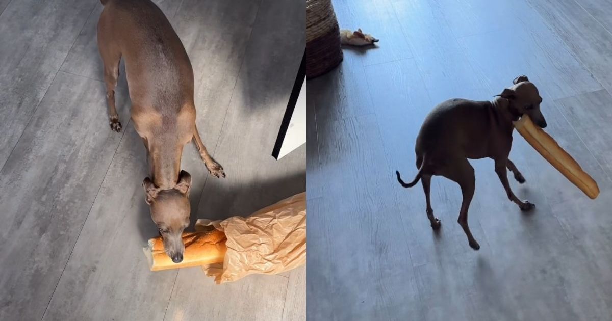Dog’s Mission To Steal Bread Goes Horribly Wrong but Makes for an ...