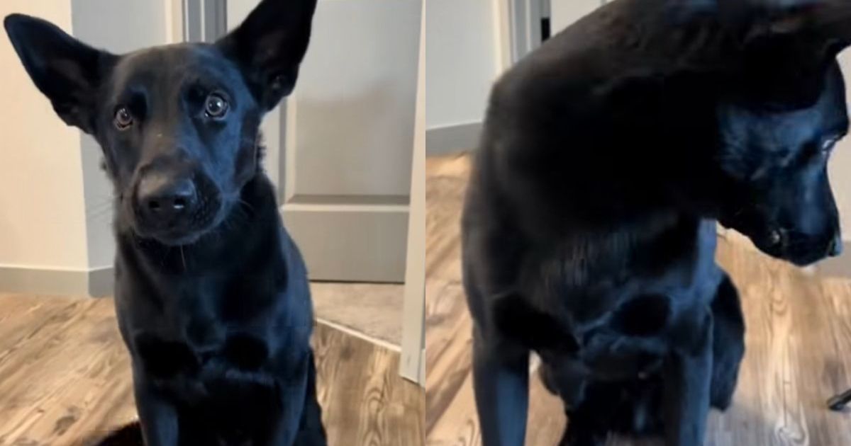 Video: Dog Walks in Reverse but Looks Before Doing So in Cute Clip