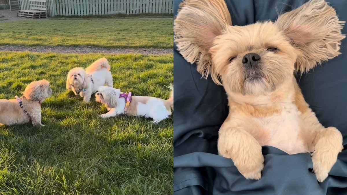 Video: Owner’s Random Facts About Shih Tzus Is Equally Fun & Informative