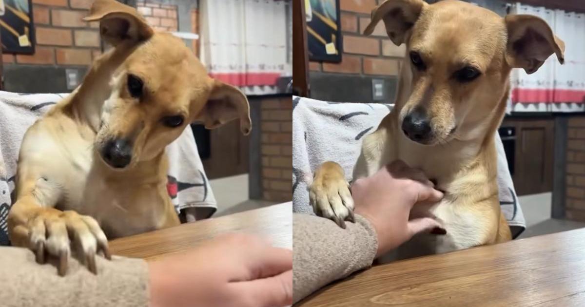 Dog Pulls Owner Close To Get More Scratches in Viral Video