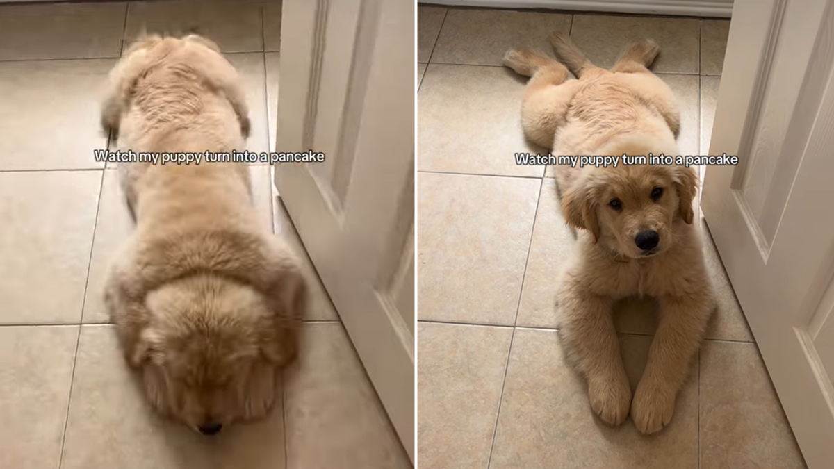 FaZe Rug's Dog Bosley Passes Away