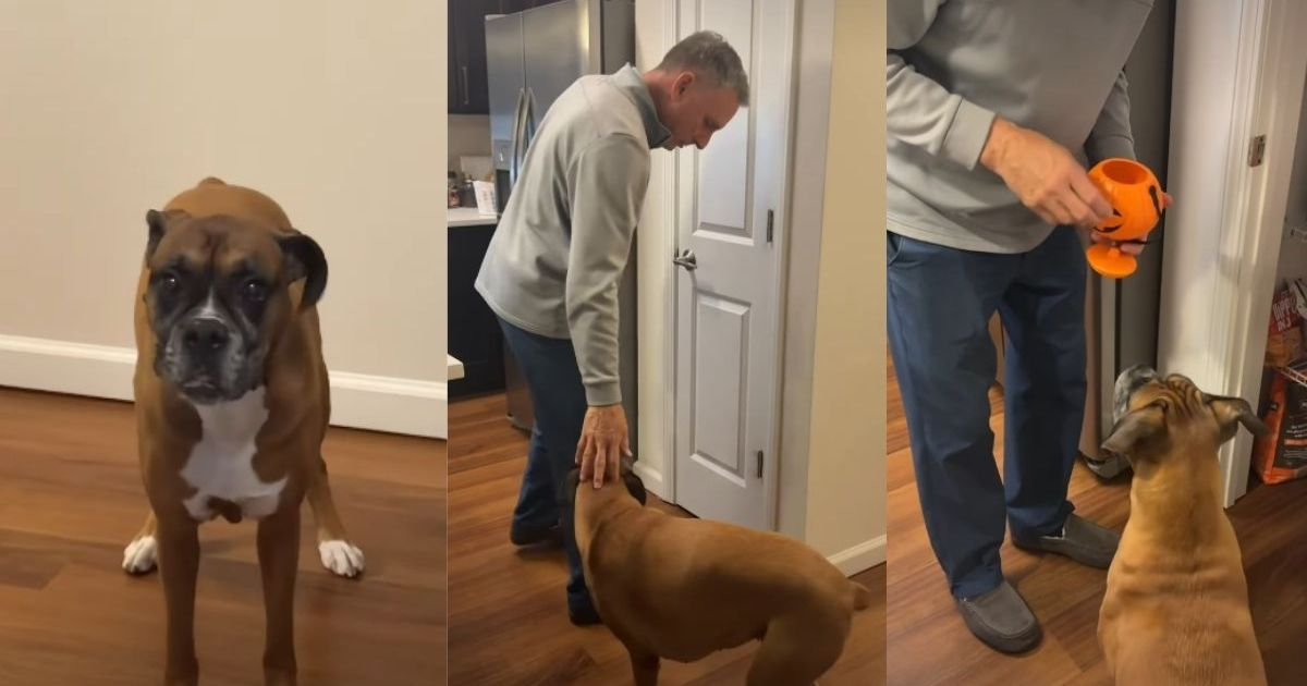 Video: Boxer Easily Convinces Grandpa To Give Her a Treat - DogTime