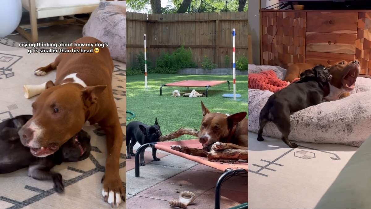 Video: Owner Celebrates Bully & His Frenchie Girlfriend’s Adorable Love ...