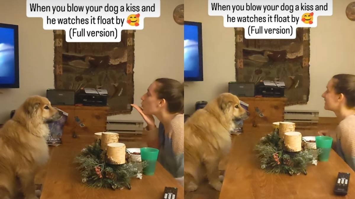 Video: Human Blows Dog a Kiss & He Watches It Float By - DogTime