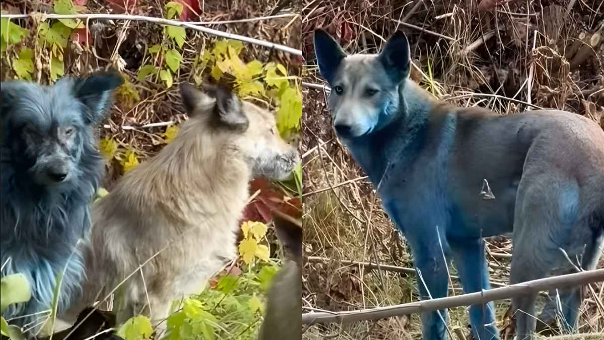 Blue Dogs Are Appearing in Chernobyl in Viral Clip - DogTime