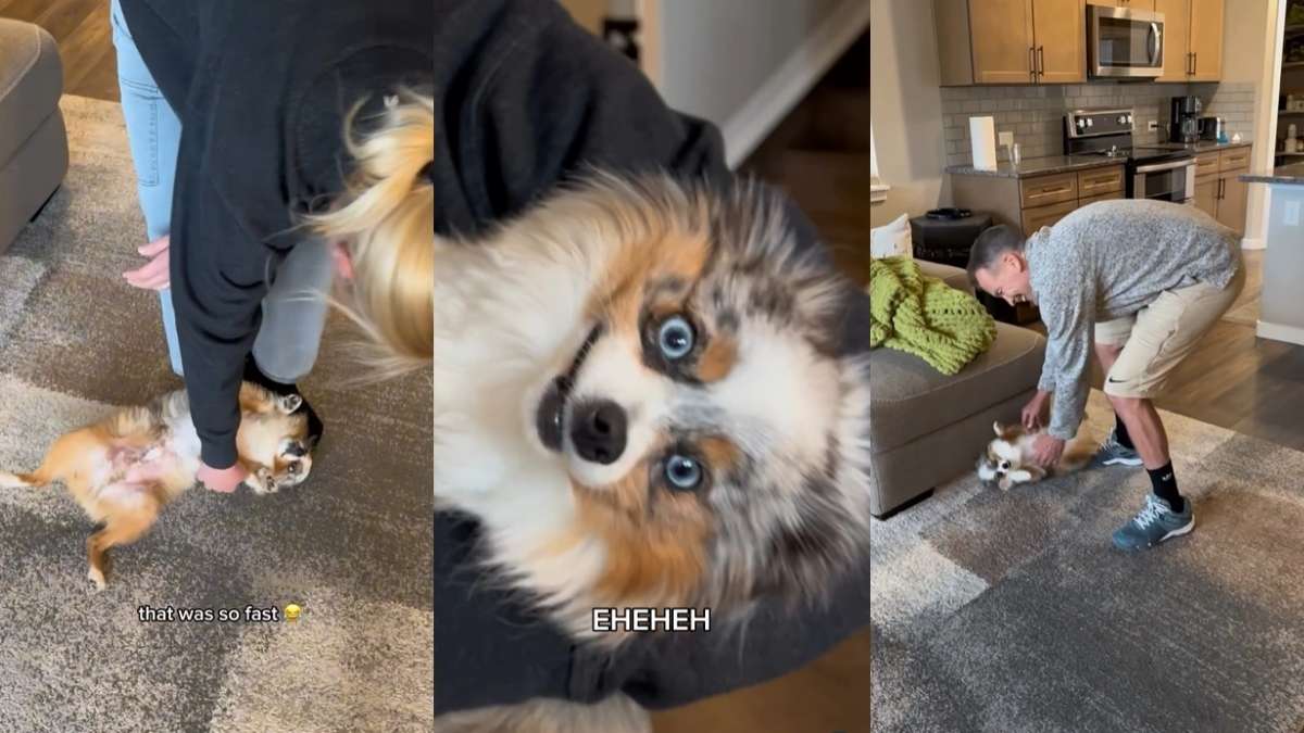 Video: Owner Teaches Her Parents How to ‘Scoop’ Her Dog & Their ...