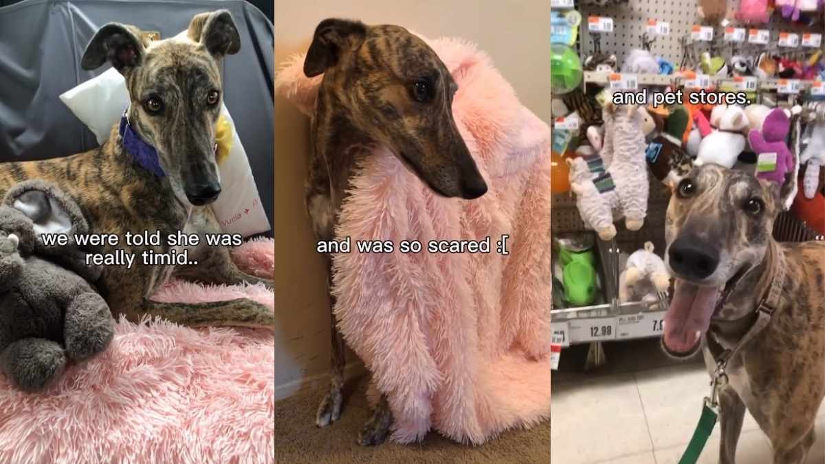 Video: Retired Racing Greyhound Transforms After Owner Adopts & Showers ...