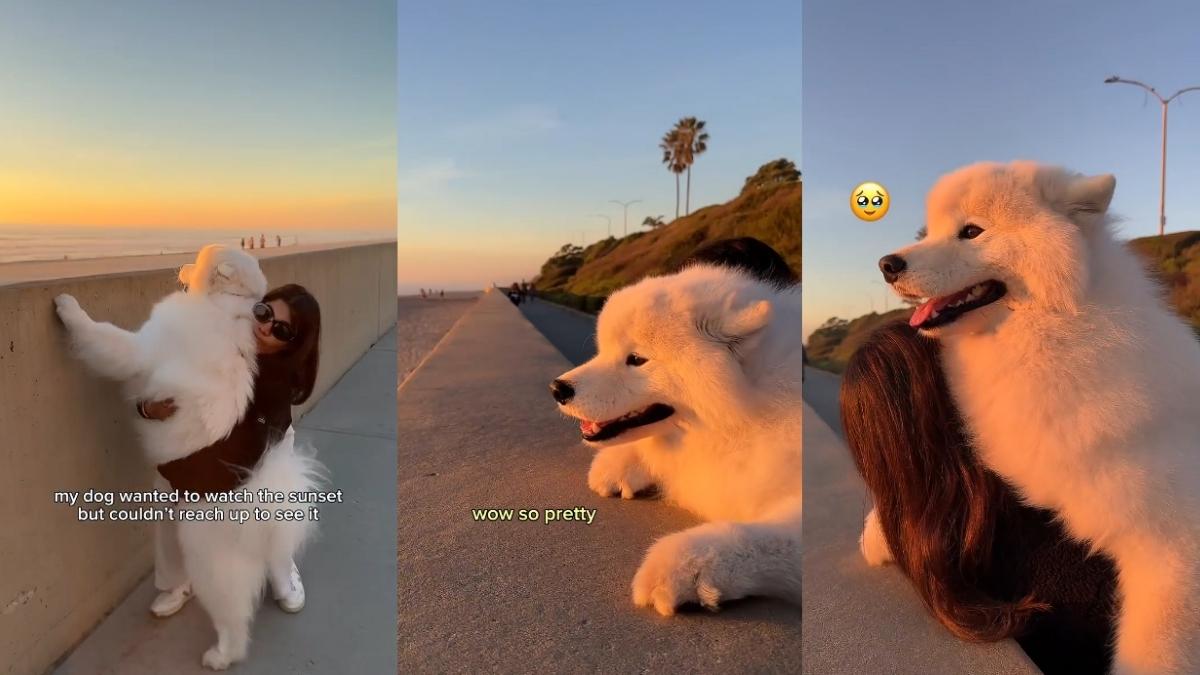 Video: Owner Helps Samoyed Witness Beautiful Sunset - DogTime