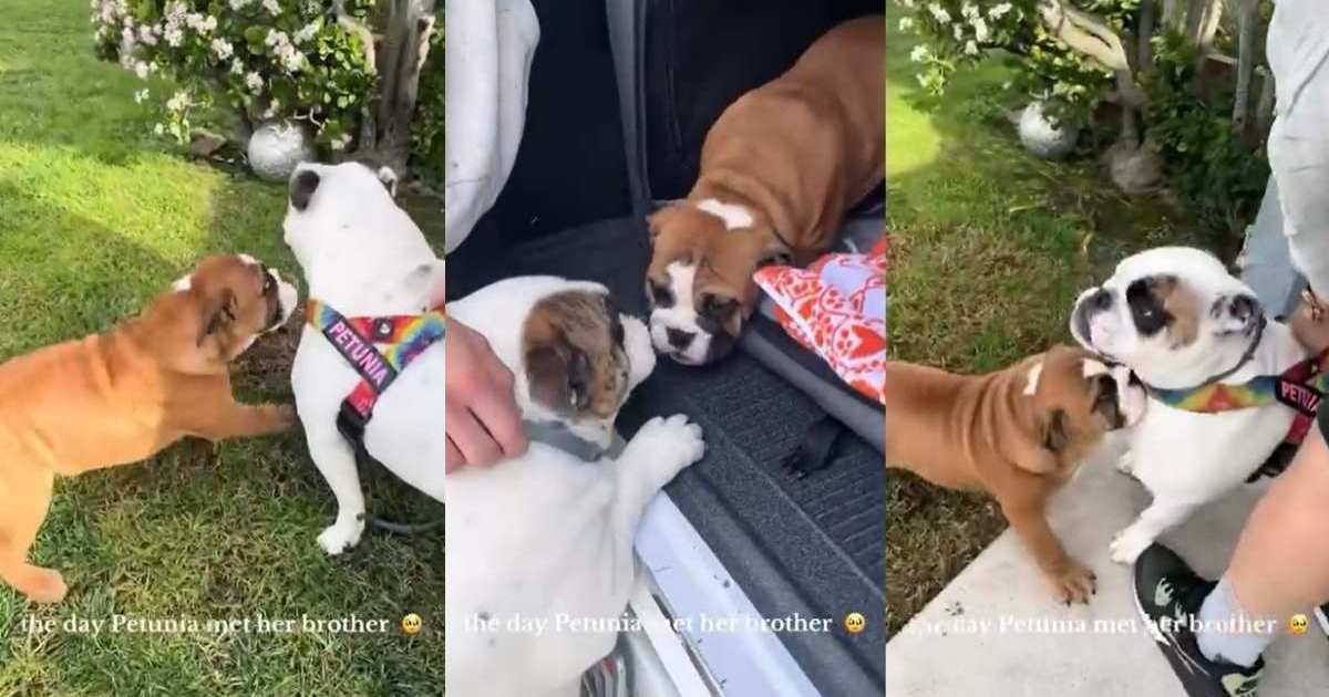 Video: Bulldog’s First Time Meeting Her Younger Brother Is Cuteness ...